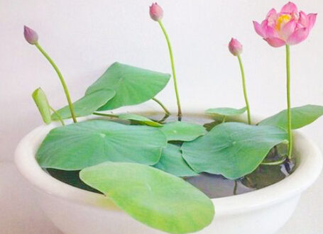 Hướng dẫn cách trồng sen mini tại nhà bằng hạt giống - Thế giới hạt giống