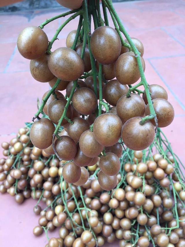 Cách trồng chăm sóc quất hồng bì và cách làm thuốc trị bệnh - Thế giới ...